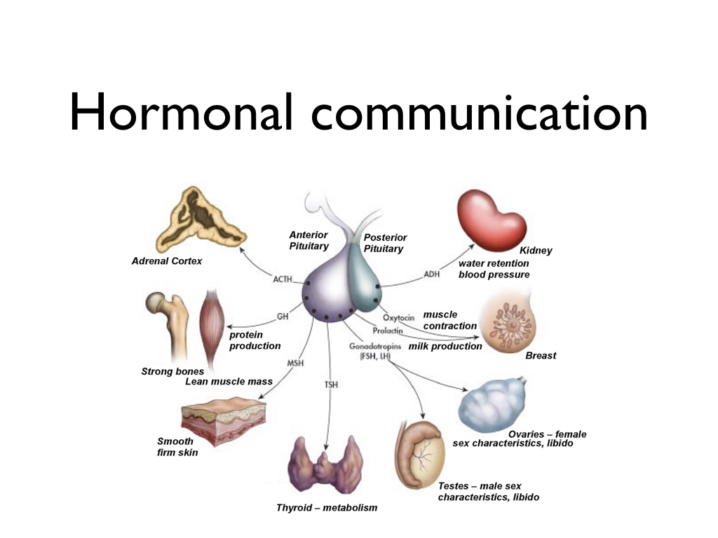 Slide-viewer | Love Biology A Level