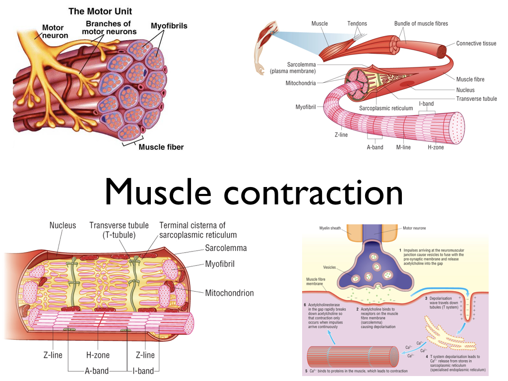 Slide-viewer | Love Biology A Level