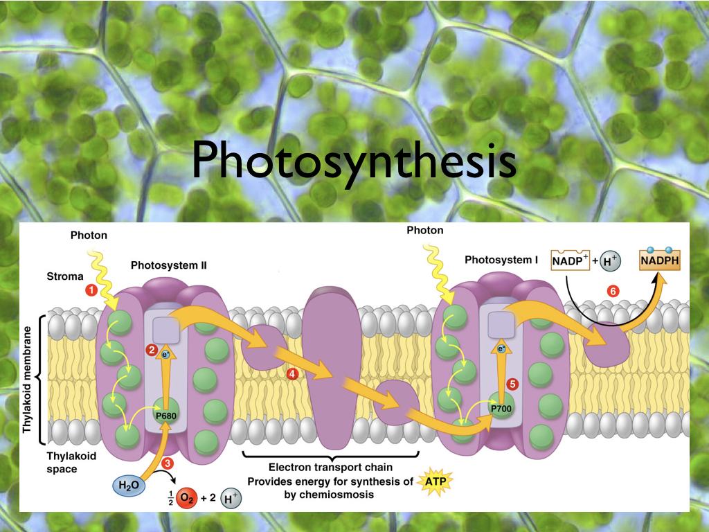 Slide-viewer | Love Biology A Level